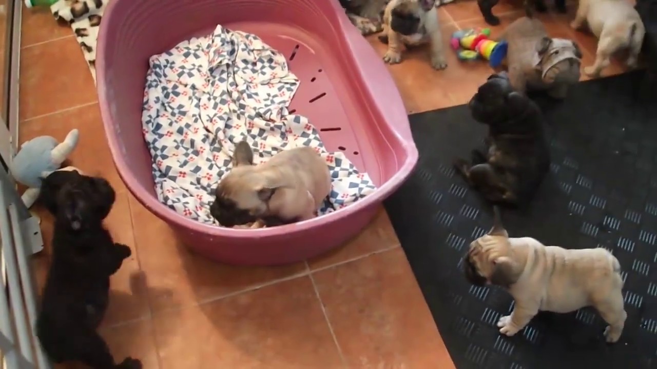 AbaksiHold Crazy weekend at Frenchies puppies !!!! - YouTube