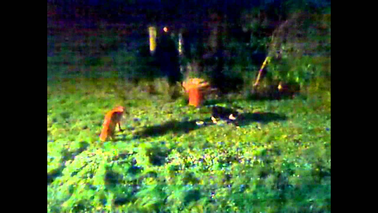 A Fox Barking at a Cat - New Jersey - YouTube