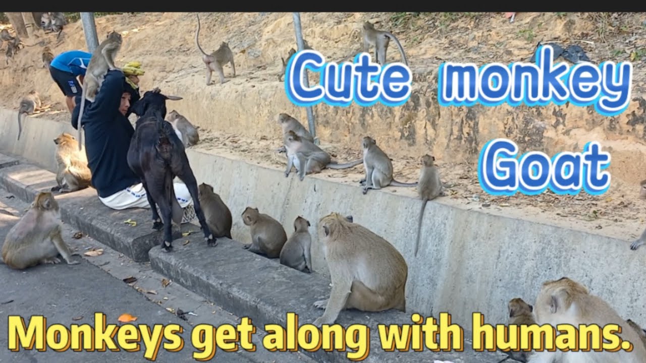 You Won't Believe How These Monkeys Act Around Animals! - YouTube