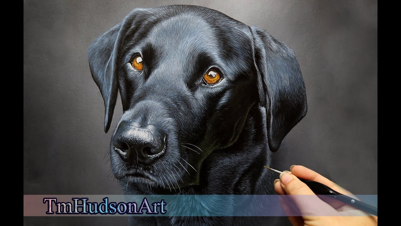 How to paint a realistic black labrador in acrylic - YouTube