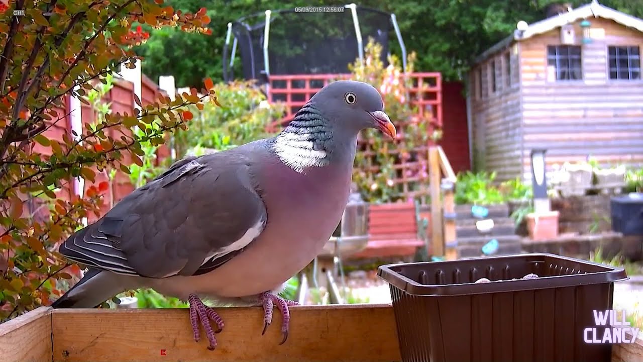 Pigeon and squirrel - YouTube