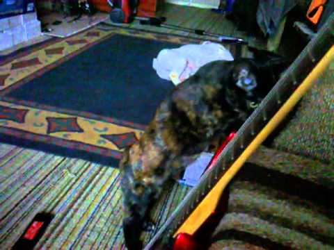 ..my beautiful girl 'toot'... - YouTube
