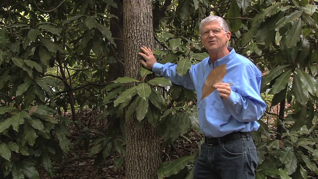 Walter Reeves – Magnolias and Southern Landscapes - YouTube