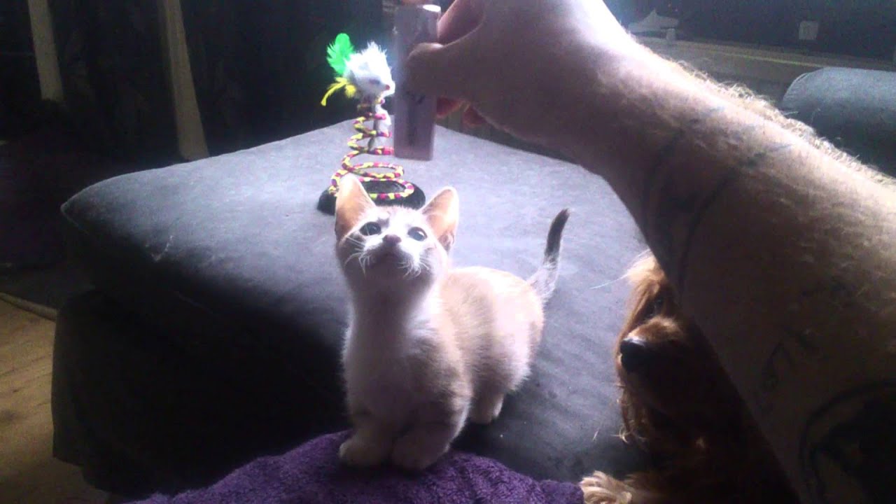 Slinky the munchkin cat - YouTube