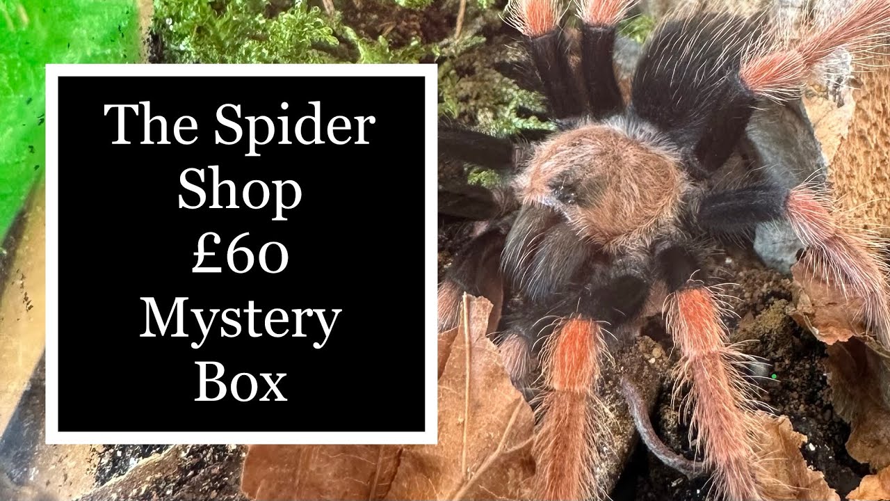 The Spider Shop £60 Mystery Box, Plus Extras! - YouTube
