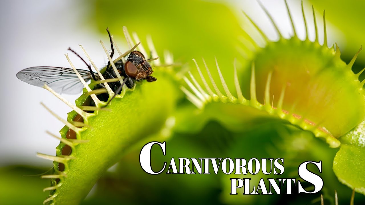 Deadly Carnivorous Plants | Mysterious Plants Insect Killer - YouTube
