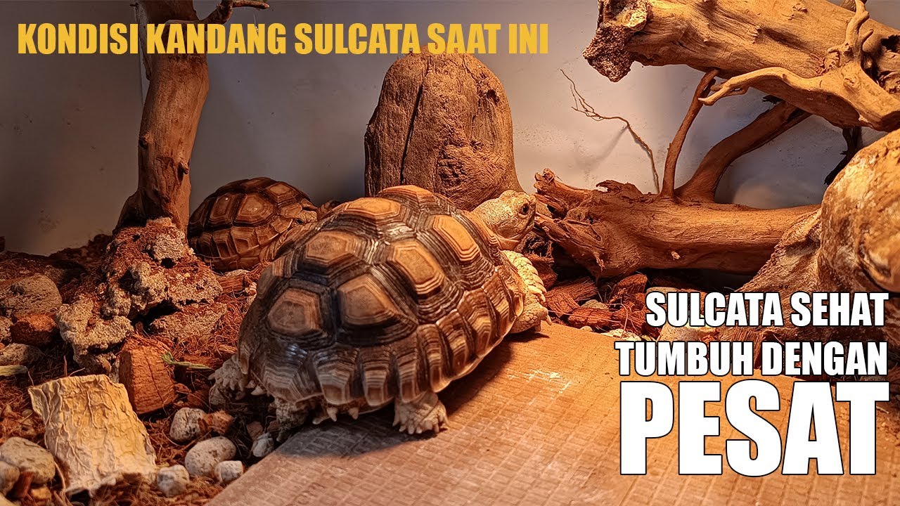 #017 Kura kura #Sulcata Cepat Besar Dengan Pesat,Perawatan Sulcata Dan ...