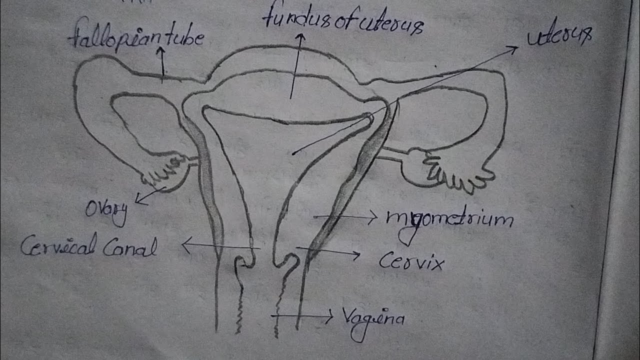 मादा जनन अंग बनाना सीखे| female Reporductive system| board me mada ...