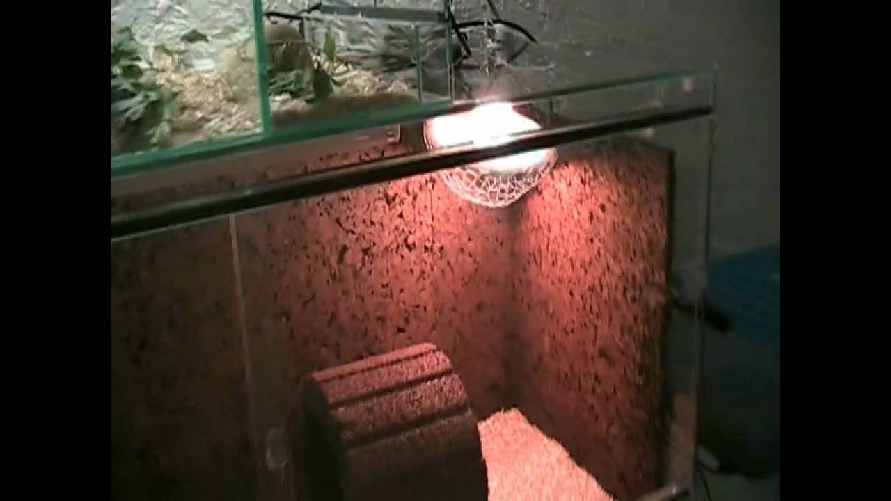 Snake Room with New Arrivals - YouTube