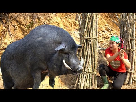 My Daily Work of Collecting Firewood and Farm Life - Ferocious Pigs ...