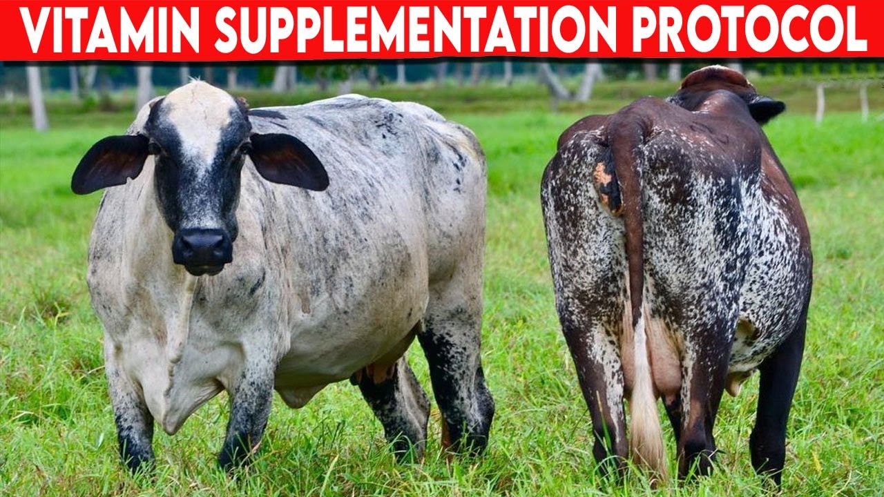 ⭕ VACCINE LIVESTOCK, VITAMIN SUPPLEMENTATION PROTOCOL, COMPLEX B Dairy ...