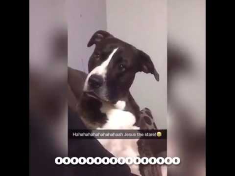 Funny dog reaction - YouTube