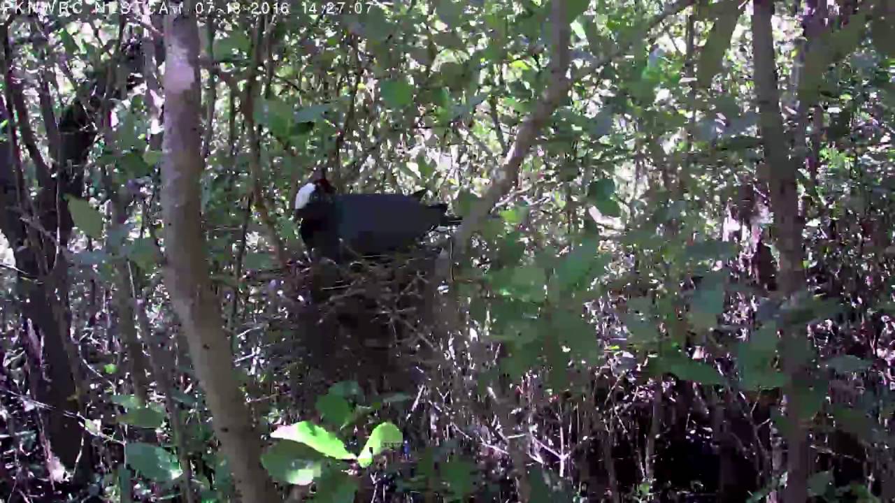 Florida Keys NWR Complex Nest Cam - YouTube