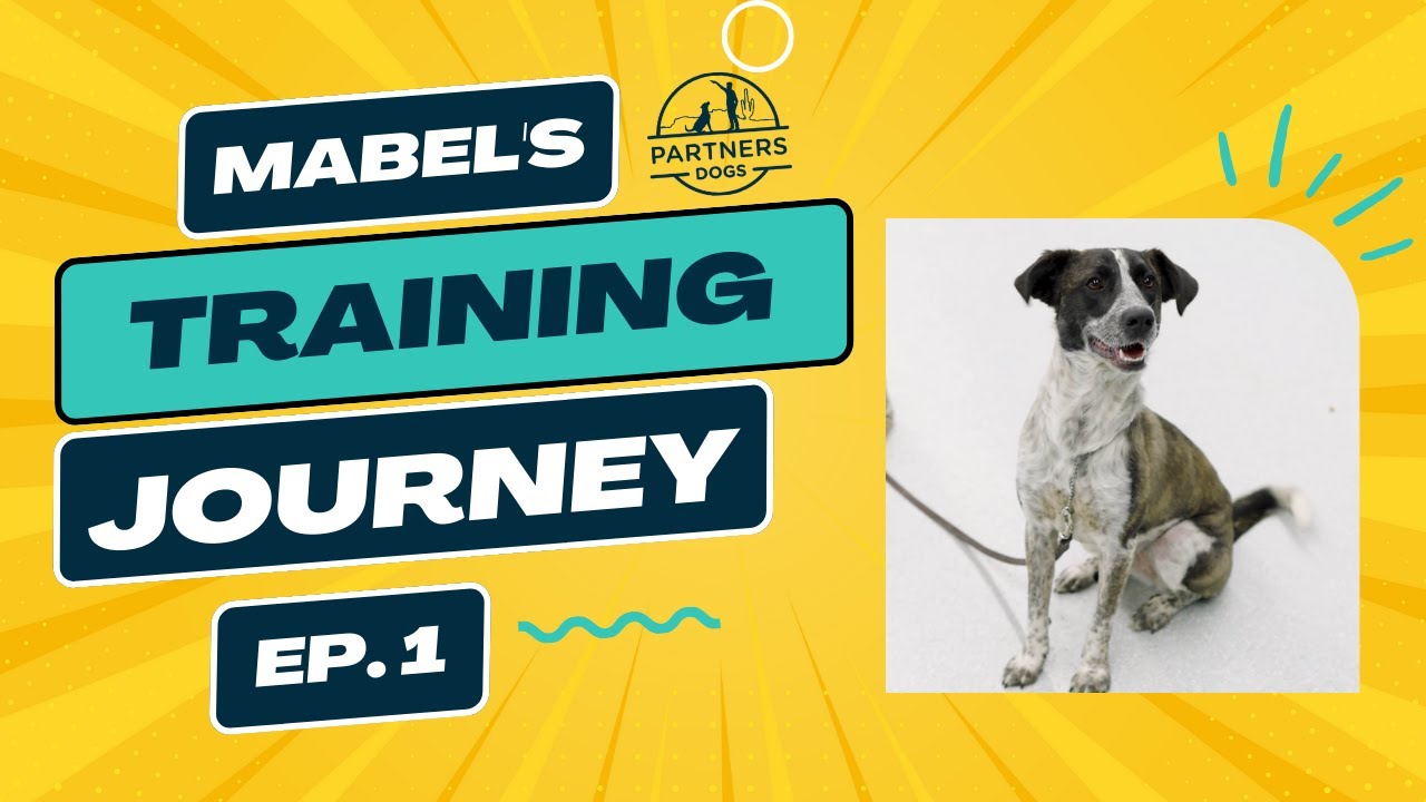 Partners Dog Training Journey | Mabel | Ep. 1 - YouTube