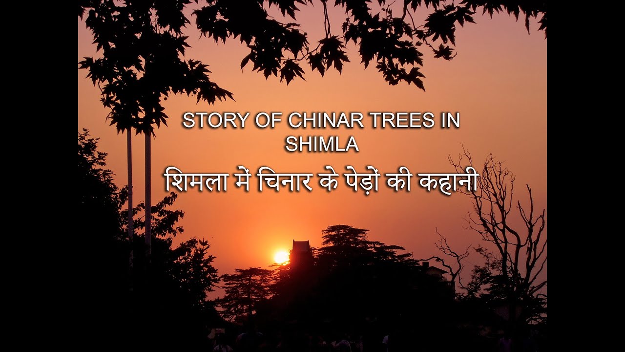Story of Chinar Trees in Shimla - YouTube