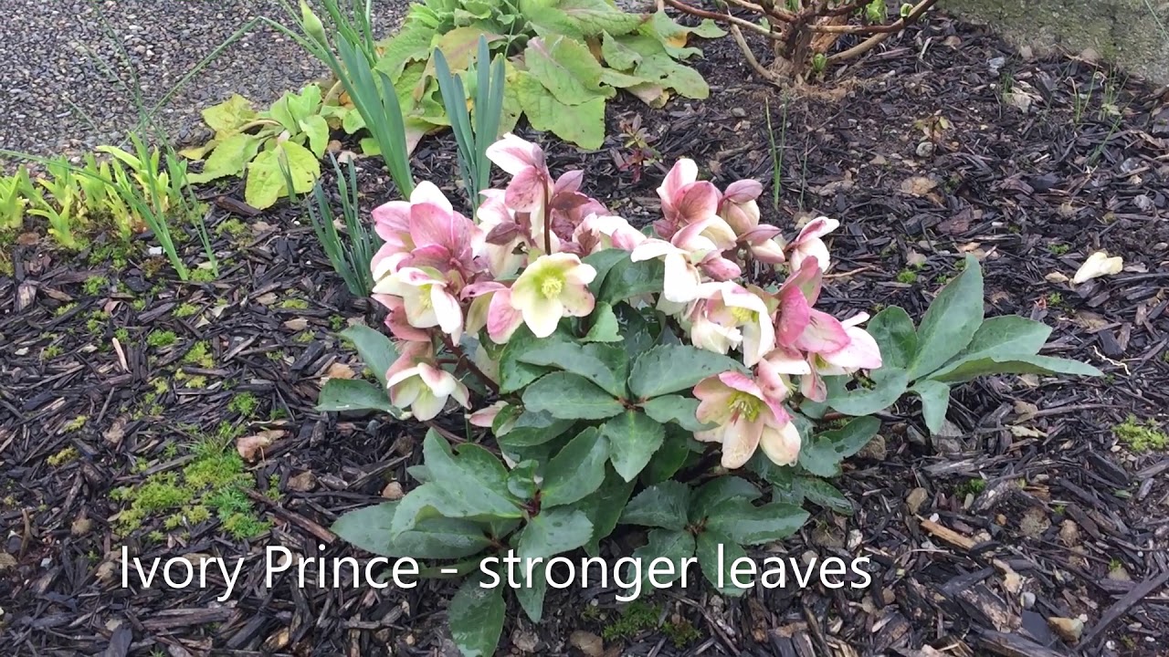 Helleborus Ivory Prince