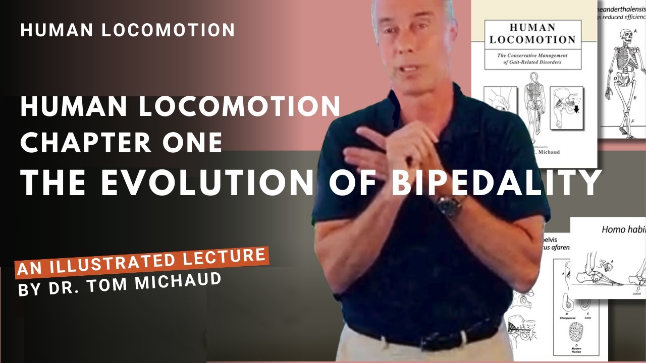 Human Locomotion: Chapter One, The Evolution of Bipedality - YouTube