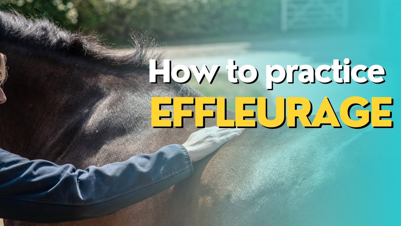 Effleurage Equine Massage Stroke - YouTube
