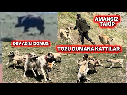 “DOMUZ ÇOBANA SALDIRDI! DUMAN VE KARABAŞ PEŞİNE DÜŞTÜ, DAĞLARDA NEFES KESEN MÜCADELE!”