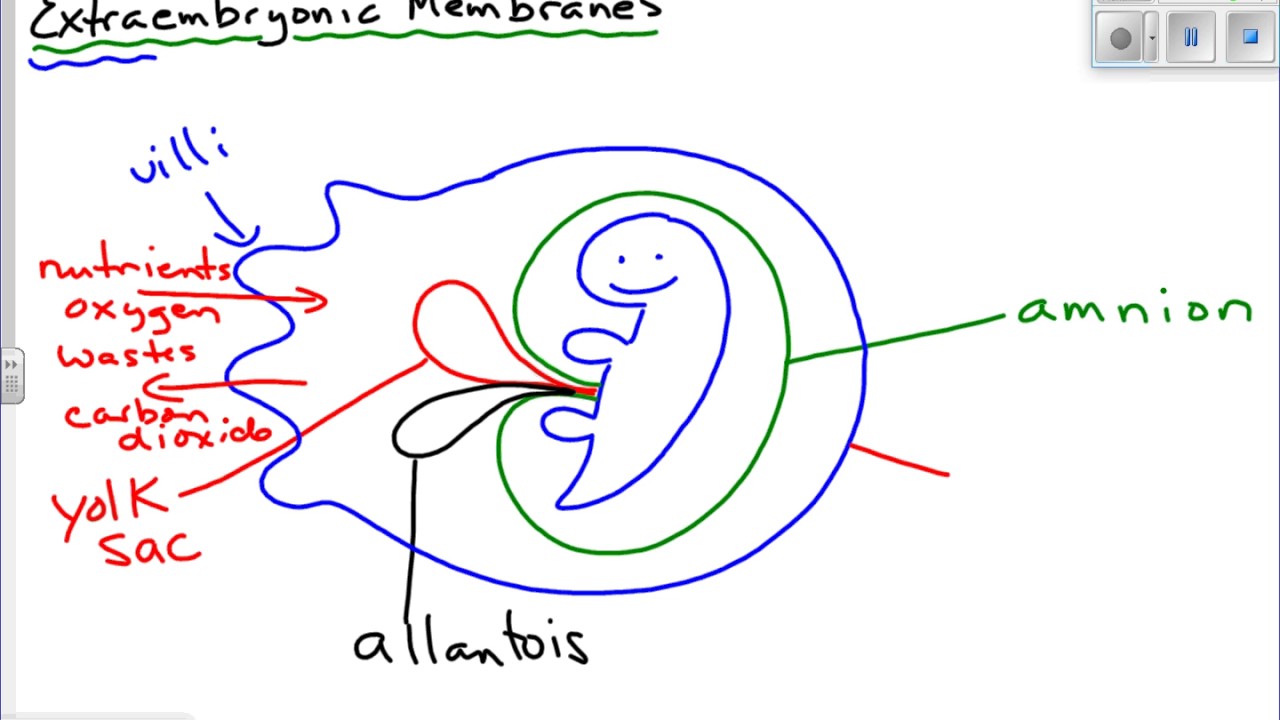 Allantois Human Embryology