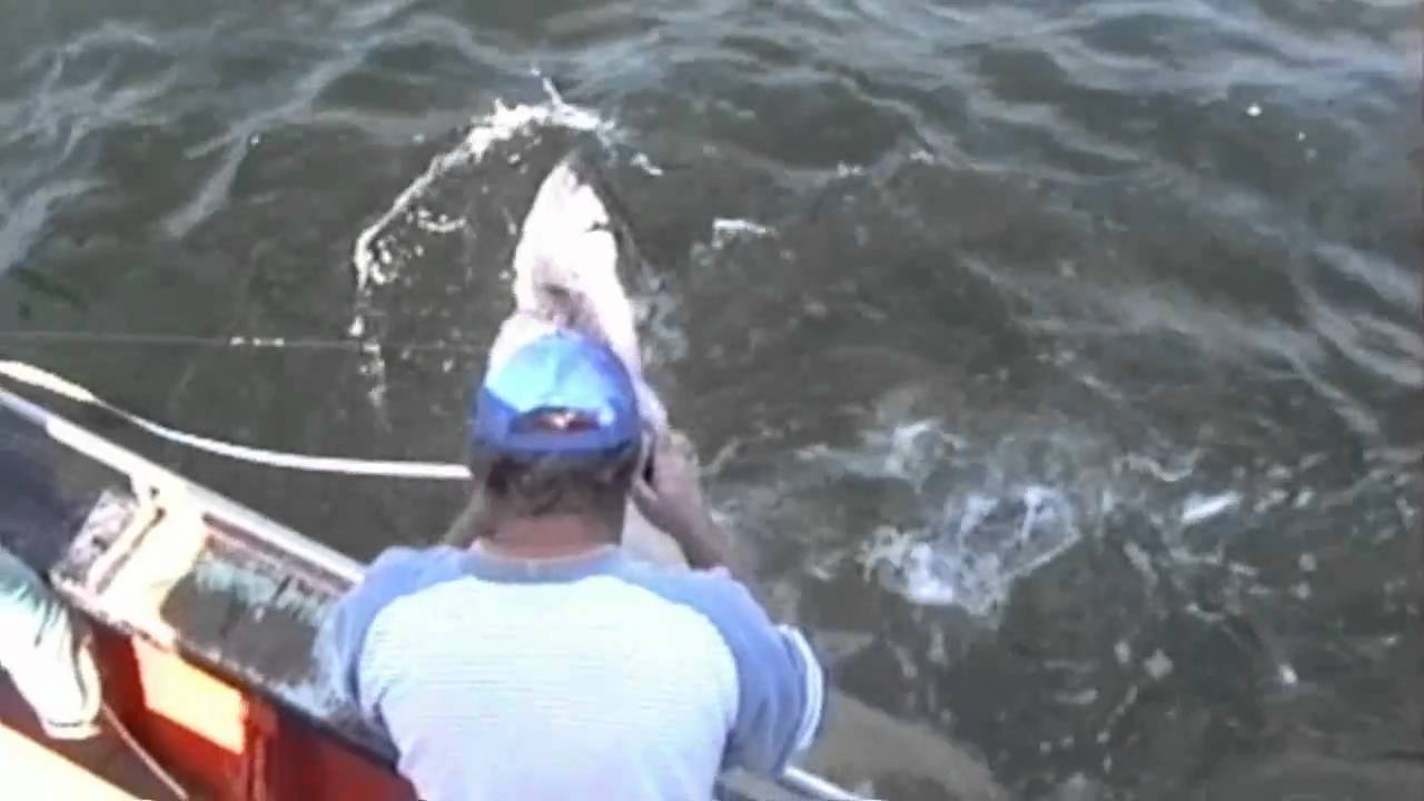 Monster Great White Shark - YouTube