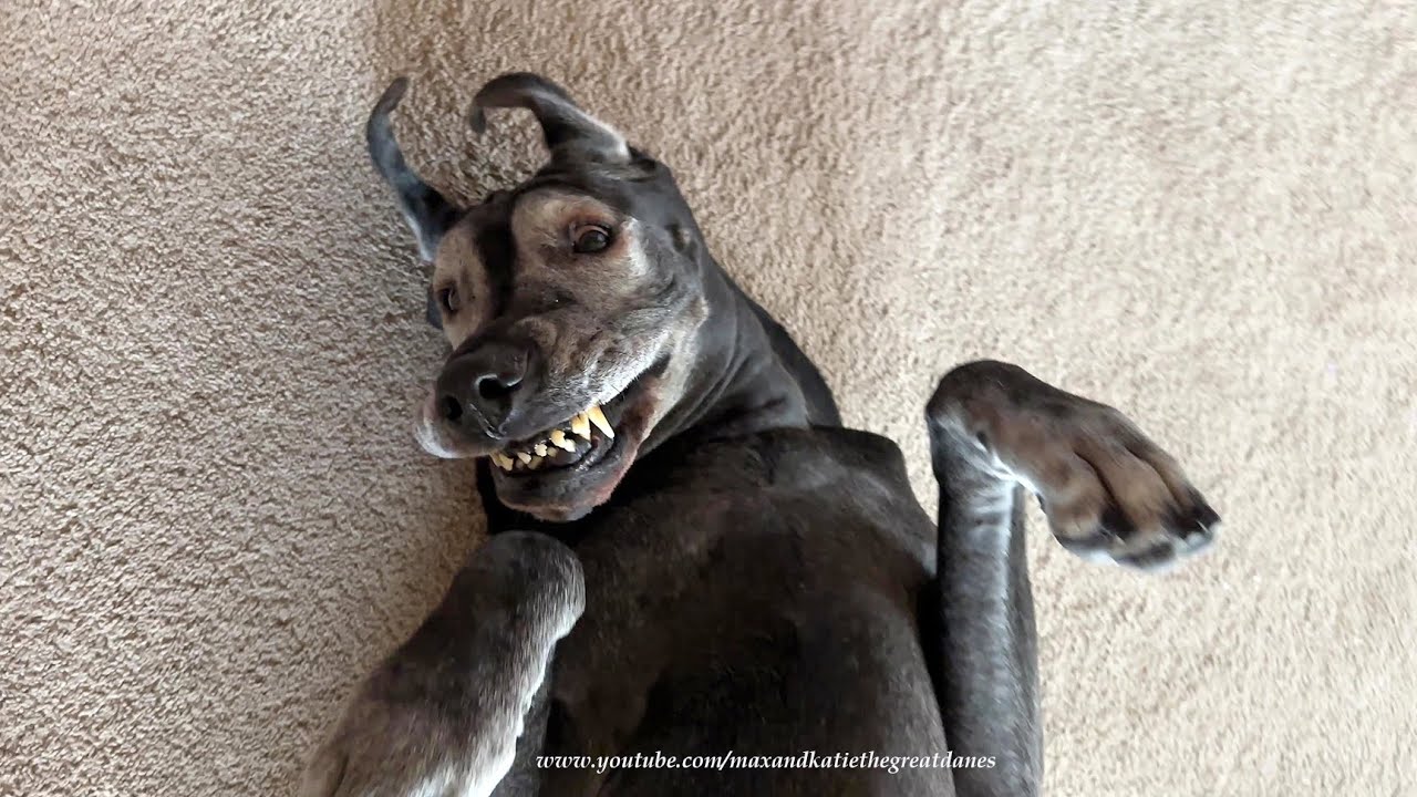 Funny Smiling & Snacking Great Danes & Cat Will Make You Laugh - YouTube