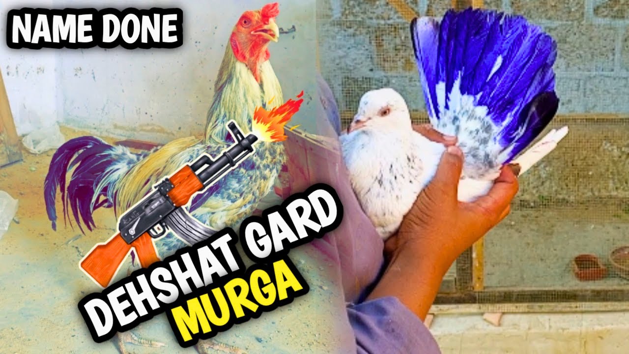 Aseel Fighter Murga Ka Naam Rakh diya😂 |Pigeon ko Colour Kar Diya😍 ...