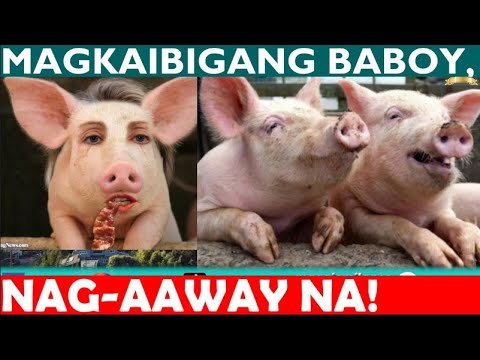 BLIND ITEM TAYO! BABOY-RAMO VS BABOY-LAMOK👊🤣 - YouTube