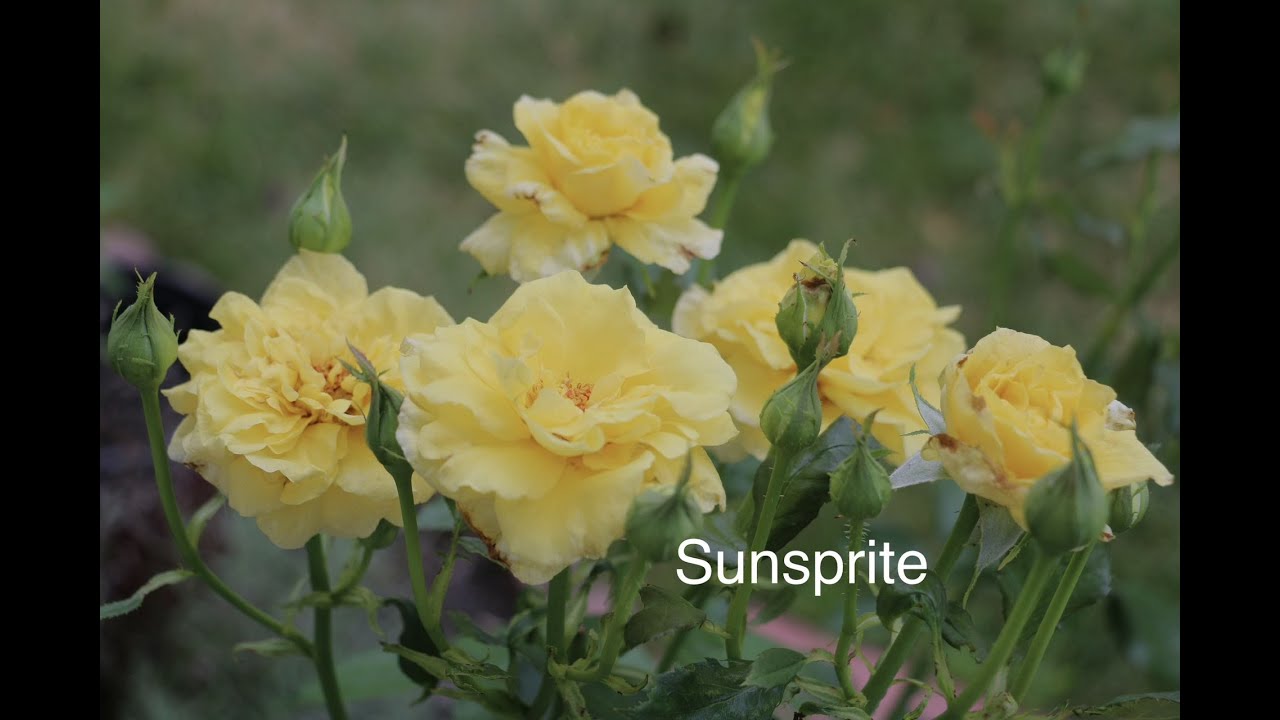 Sunsprite 319 - YouTube