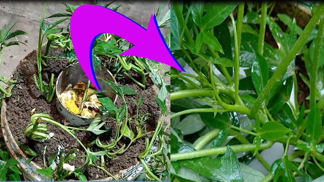 Using Kitchen Garbage Make To Organic Fertilizers To Plant Sweet ...