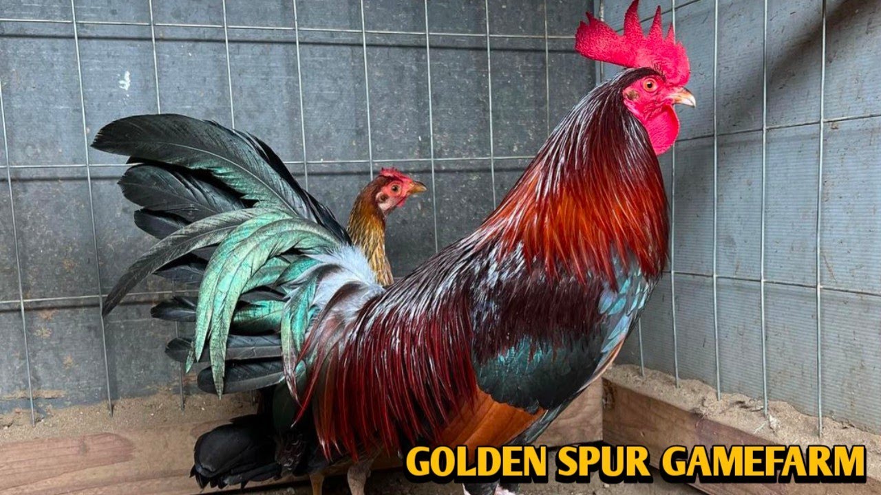 Pure Claret - GOLDEN SPUR FARM - YouTube