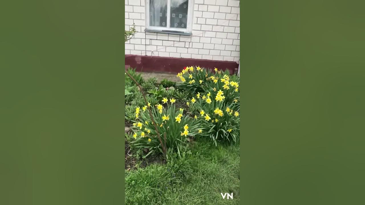 На дачи на дачу - YouTube