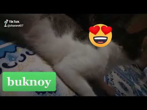Buknoy tiktok - YouTube