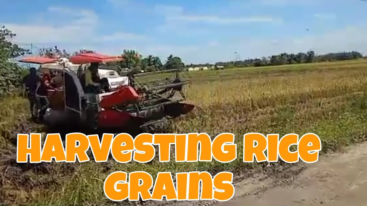 makabagong makinarya ng pilipinas sa pag aani ng palay - YouTube