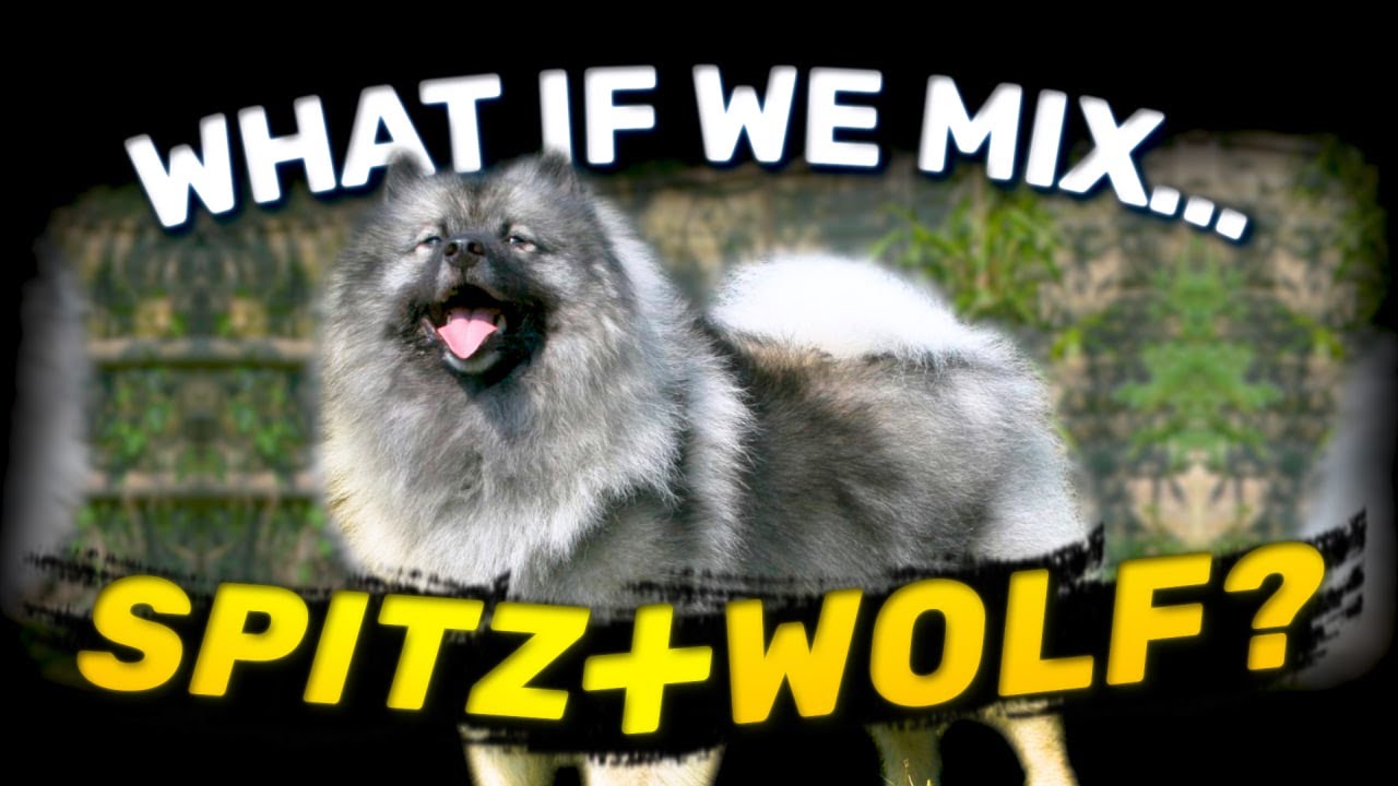 WolfSpitz - Cute Fluffy Wolf | Characteristics - YouTube