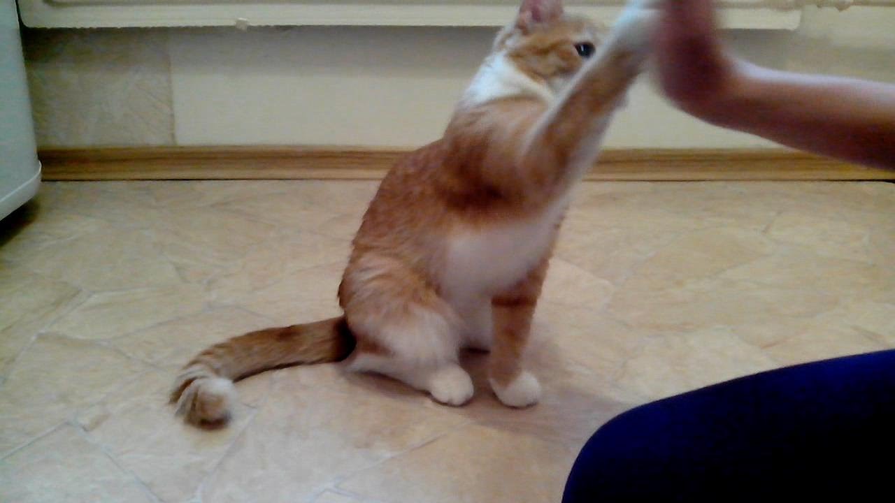 Cat give High Five! - YouTube