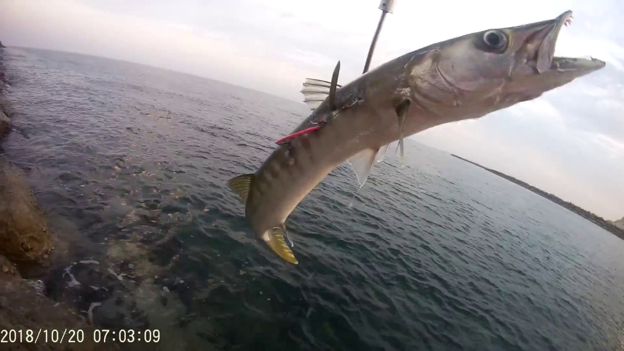 barracuda catch with megabass - YouTube