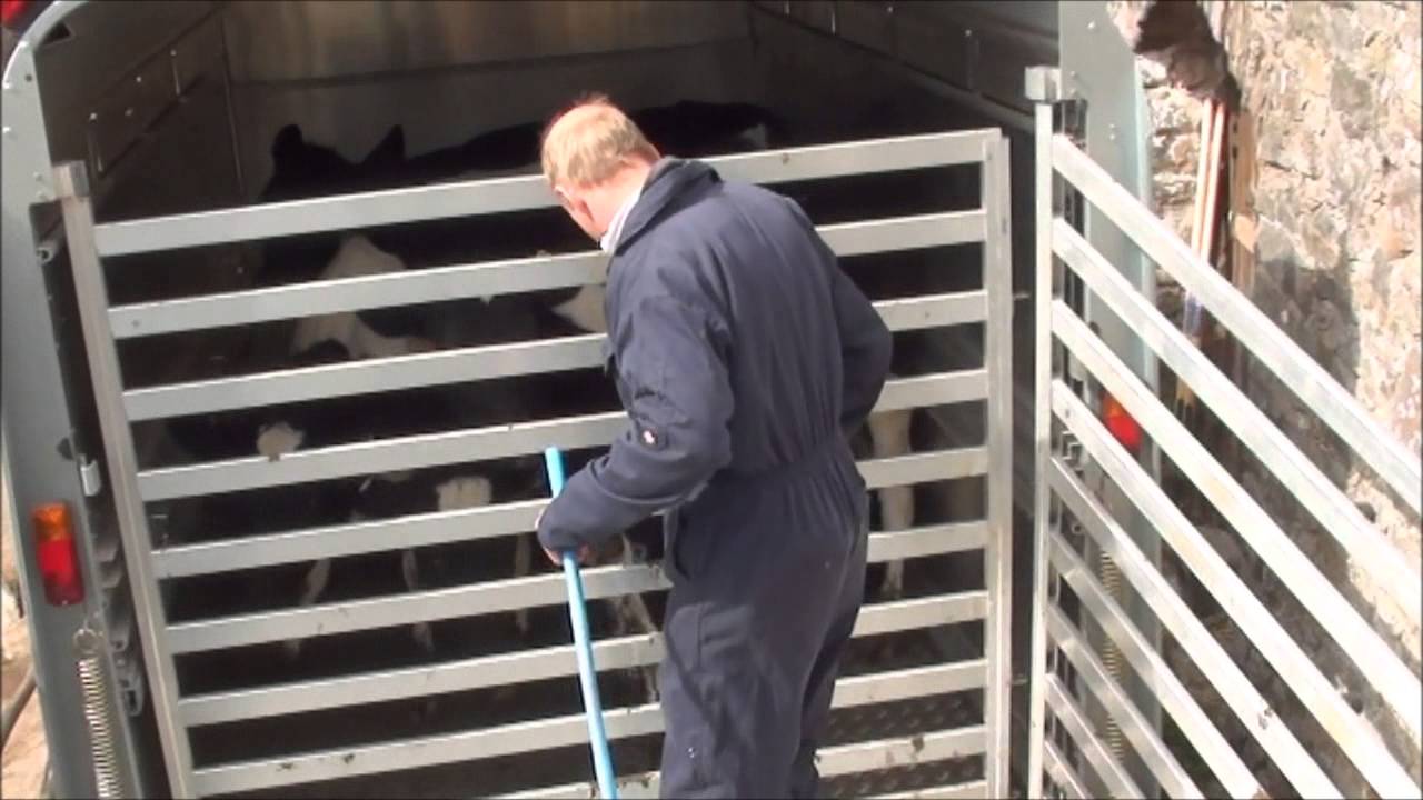 turning out young cattle - YouTube