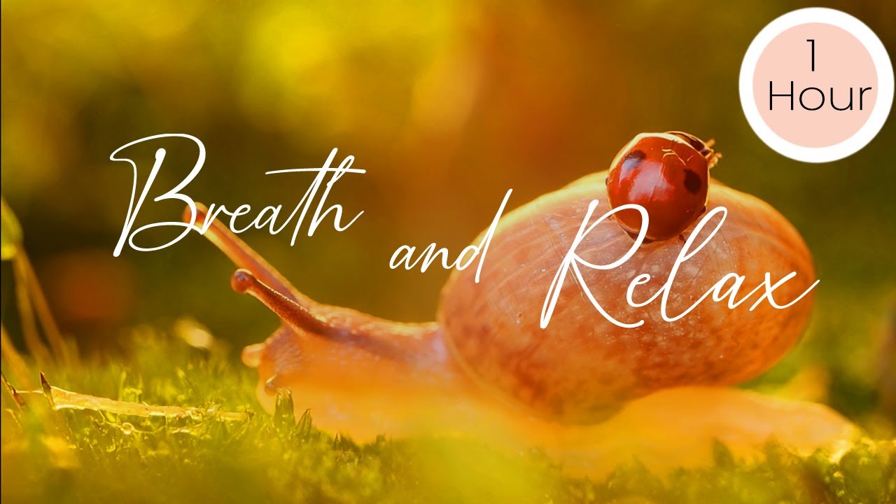 Nature's Rhythm: Soothing Insect Orchestra and relaxing music for Deep ...