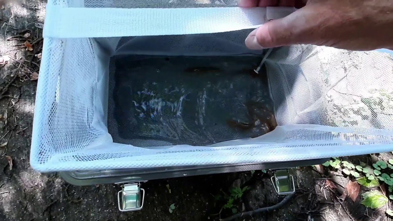 BAIT TANK,review, MINNOWS, CREEK chubs, - YouTube