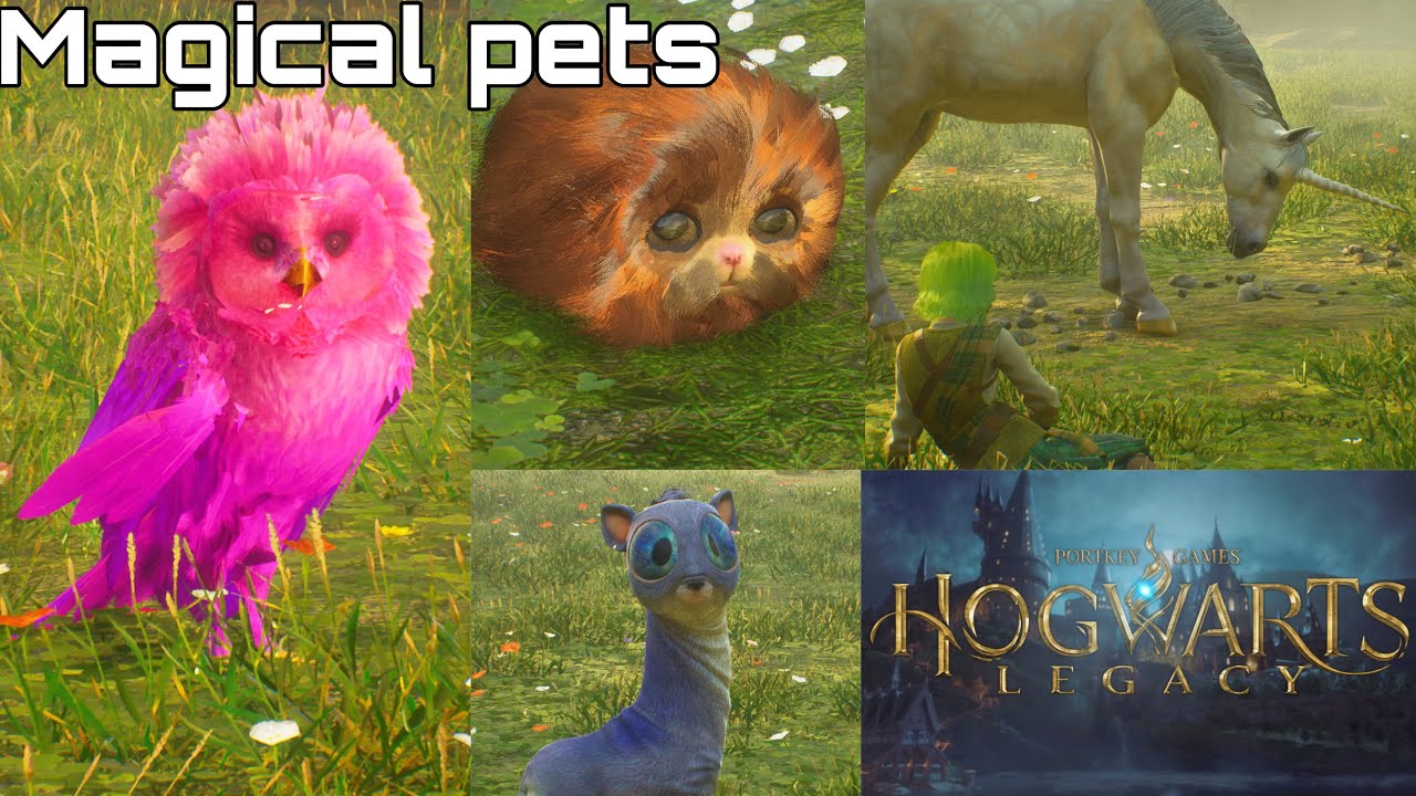Hogwarts legacy | My magical pets !! Omg - YouTube