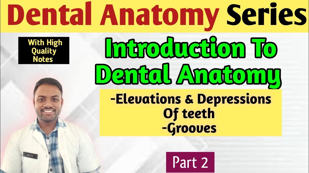 Introduction To Dental Anatomy (part 2)// Landmarks// Elevations ...