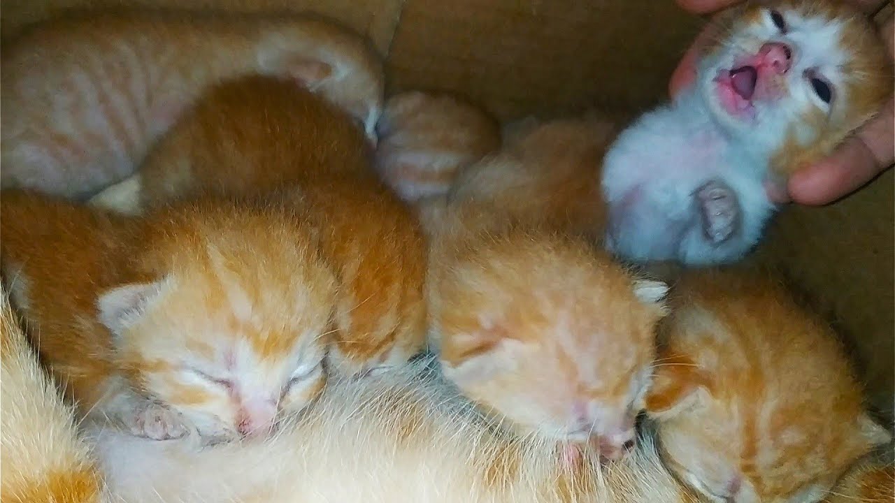 HABIS BEREBUT SUSU MEREKA TERTIDUR PULAS BERJEJER SEPERTI IKAN ASIN ...