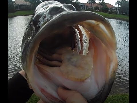 Bass Fishing Stuart, Florida. 8 pound bass - YouTube
