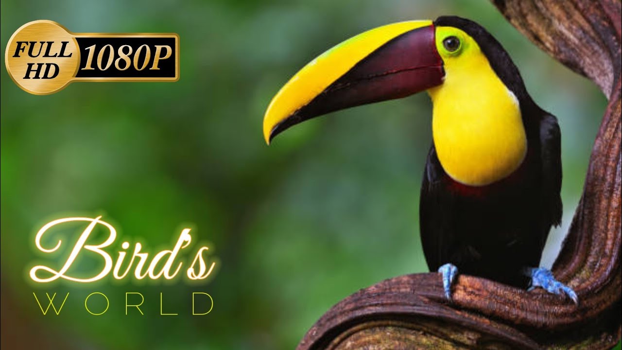 Bird of the world full HD || Most beautiful Birds on Earth #animals ...