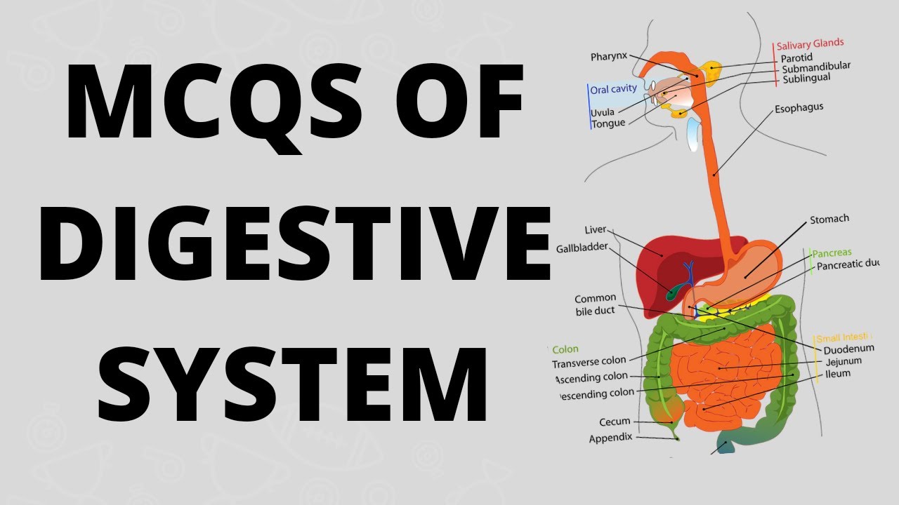 MCQS of digestive system, Part-1/ multiple choice questions and answers ...