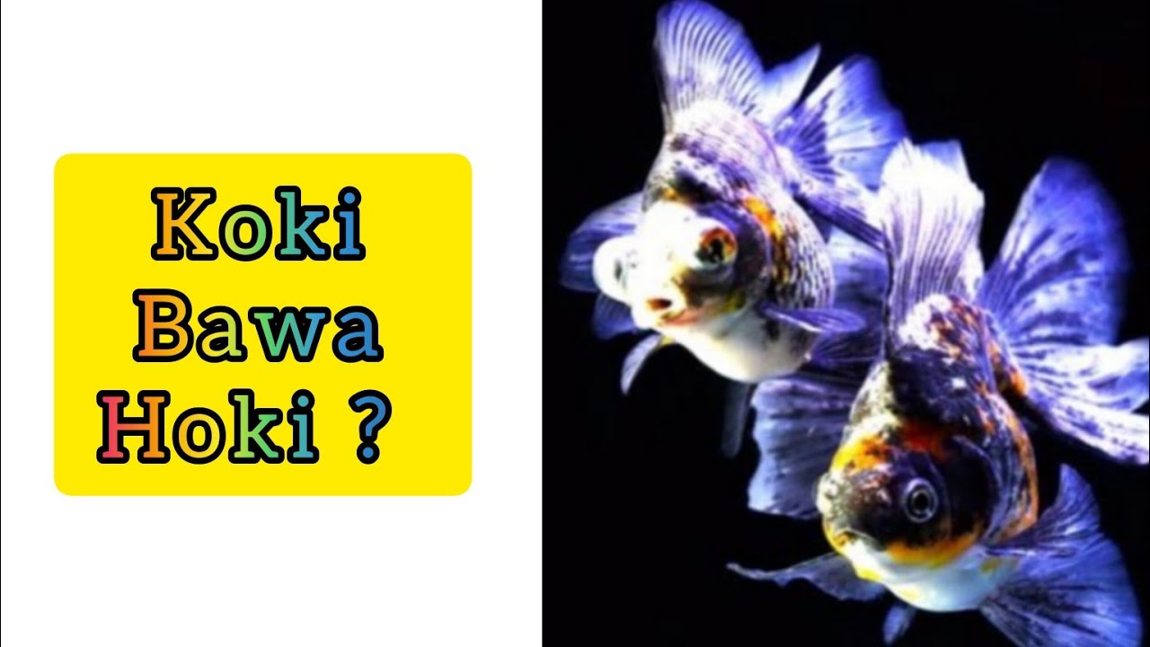 mitos ikan mas koki membawa hoki kekayaannya sultan - YouTube