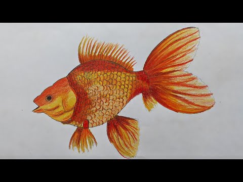 How to draw Goldfish Step by Step || Goldfish Drawing Easy - YouTube