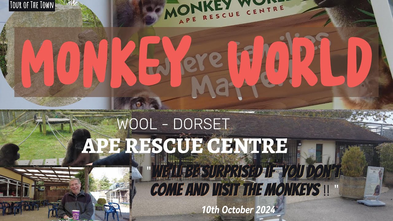 MONKEY WORLD DORSET - YouTube