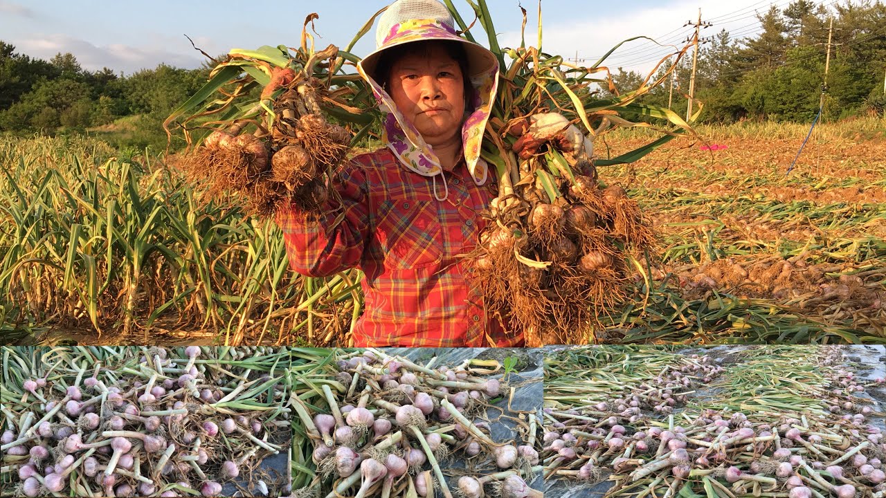 របៀបដាំខ្ទឹមស - Korean Garlic Farm and Harvest- Amazing Korean Garlic ...